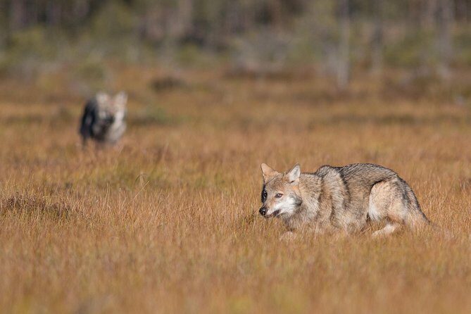 The Wolf Howl Experience - The Sum Up: Who’s This Tour Best For?