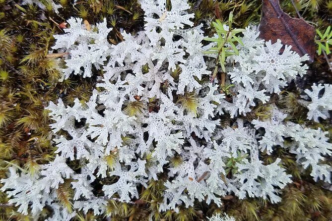 Thermal Path Tour - The Transport & Guide Experience