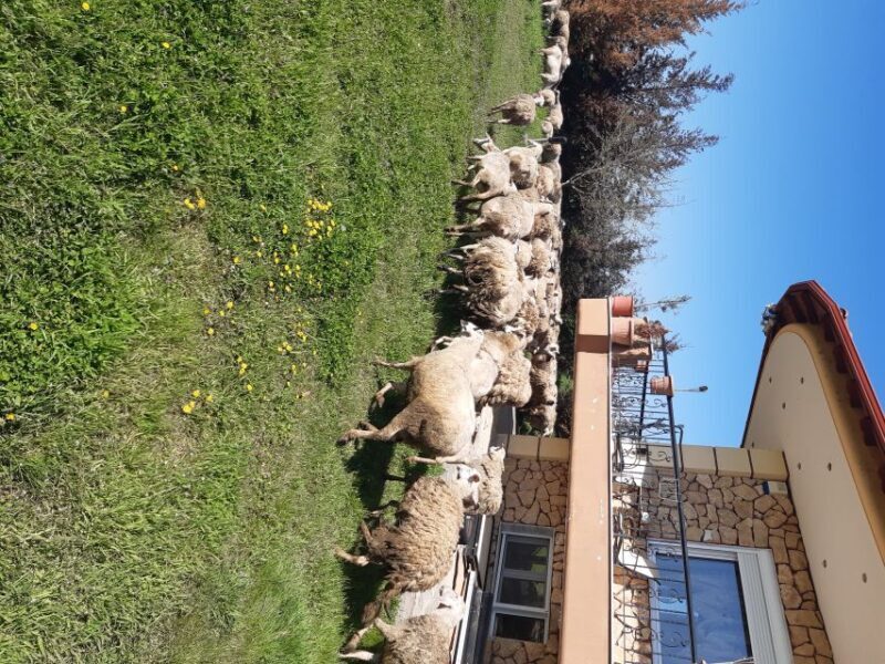 Thessaloniki:Greek Cooking Class and Meal at a Farm A - Final Thoughts: Who Will Love This Tour?