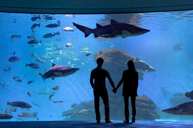 Ticket Palma Aquarium - The Highlights of Palma Aquarium