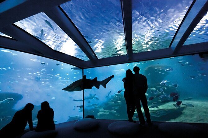 Ticket + Transfer to Palma Aquarium - The Itinerary in Detail