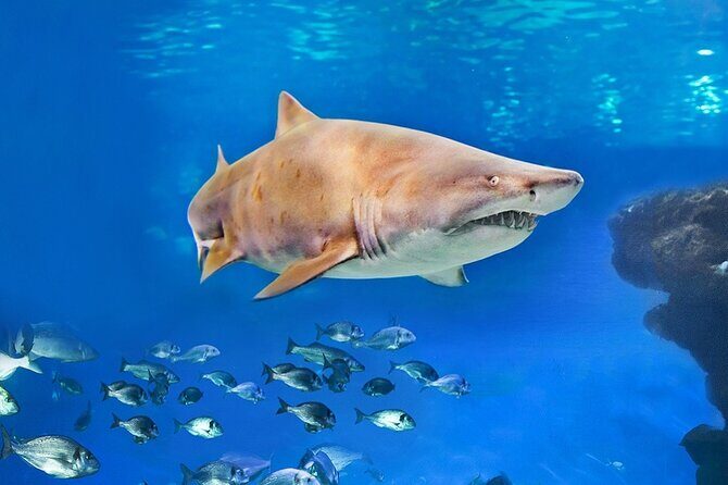 Ticket + Transfer to Palma Aquarium - The Downsides: Crowds, Transport, and Cost