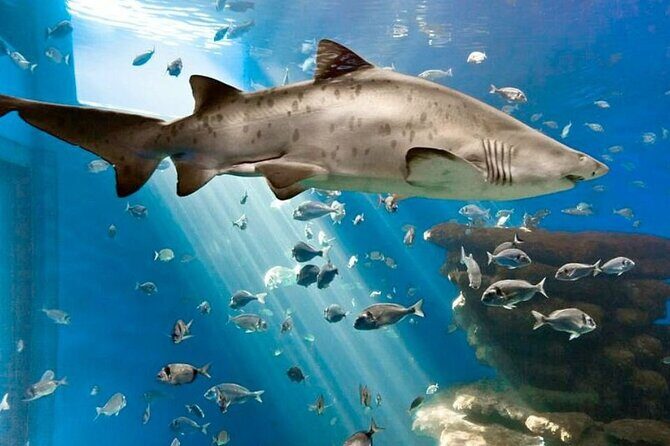 Ticket + Transfer to Palma Aquarium - Final Thoughts