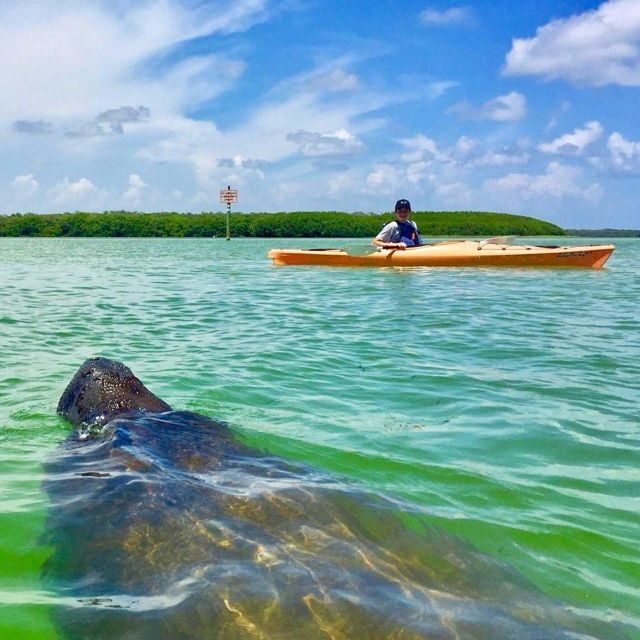 Tierra Verde FL: Coastal Kayaking Tour in Shell Key - Practical Tips for Your Kayaking Adventure