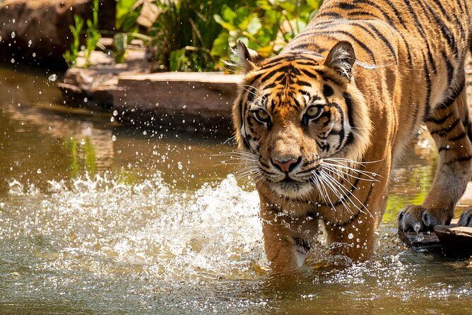 Tiger Experience at Melbourne Zoo - excl. entry - What to Expect During the Tour