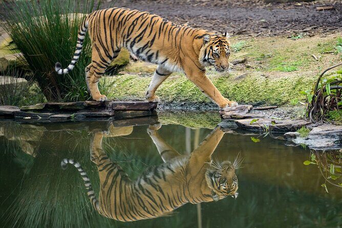 Tiger Experience at Melbourne Zoo - excl. entry - The Practicalities: Group Size, Timing, and Accessibility