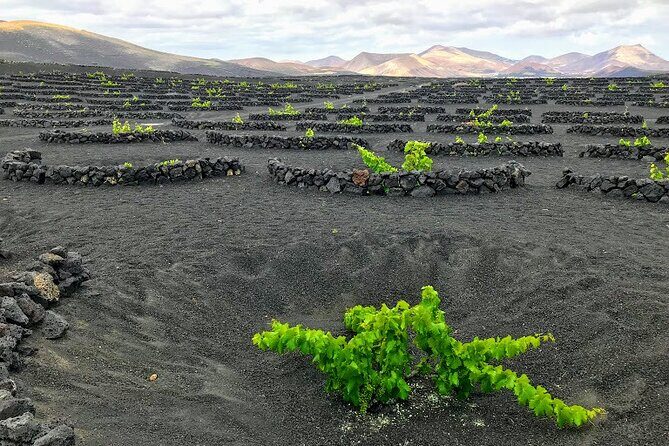 Timanfaya & Lanzarote Volcano Experience - Wine Tasting at La Geria