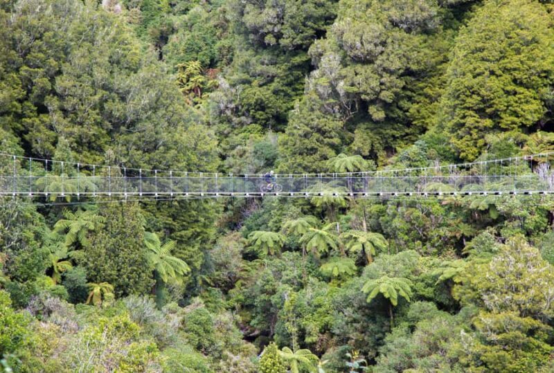 Timber Trail One Day Mountain Bike Ride - Shuttle Service - Discovering the Timber Trail: Whats on Offer  