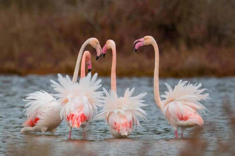 Tirana / Durrës: Berat UNESCO City & Karavasta National Park - Final Thoughts