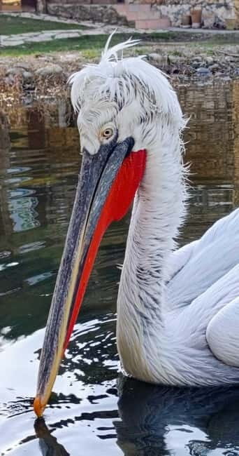 Tirana / Durrës: Berat UNESCO City & Karavasta National Park - Final Verdict