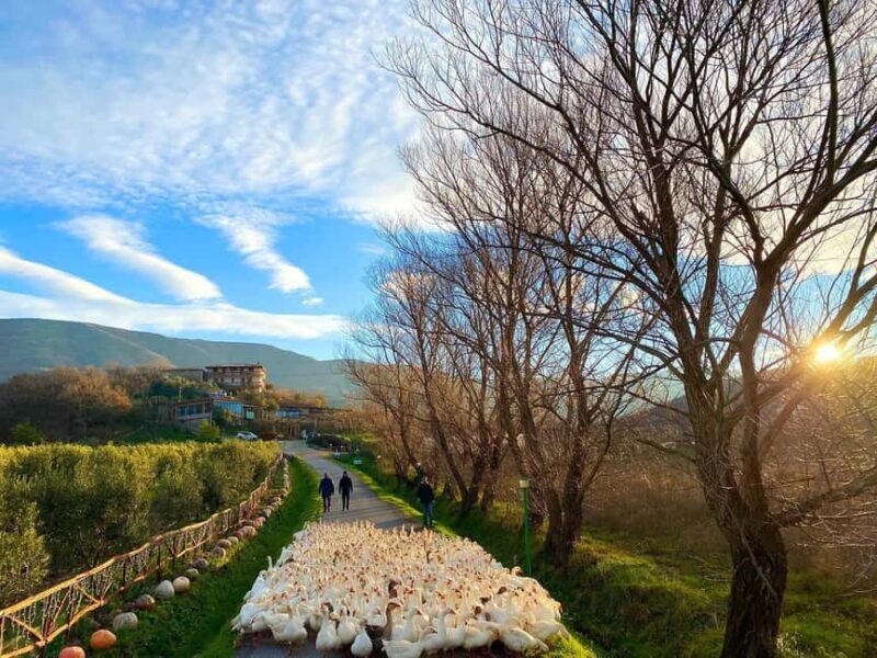 Tirana: Kruja Day Trip with Farm-to-Table Lunch - Why This Tour Is a Great Choice