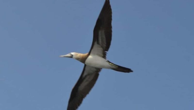 Title: Puerto Vallarta: Marietas Island Adventure - Practical Details & Considerations