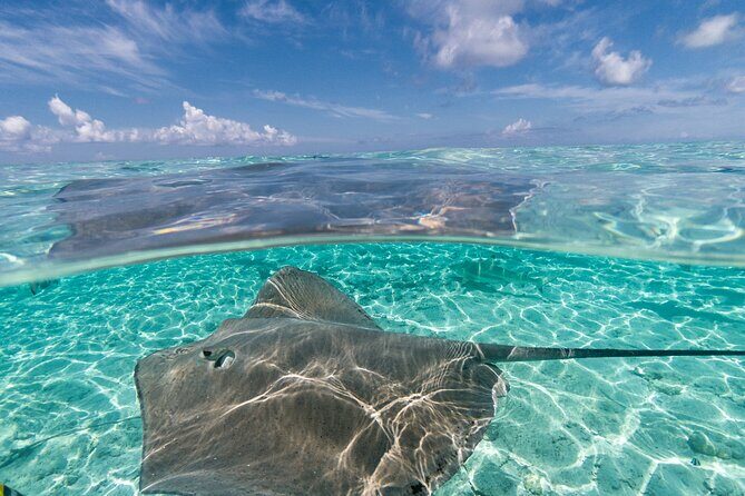 Toa Boat Bora Bora Private Lagoon tour On Majestic Pontoon Boat - Frequently Asked Questions