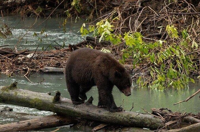 Toba Bears and Wilderness Grizzly Bear Viewing in Campbell River - Frequently Asked Questions