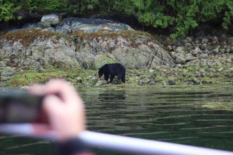 Tofino: Bear Watching Boat Tour with Nature Guide - Key Points: