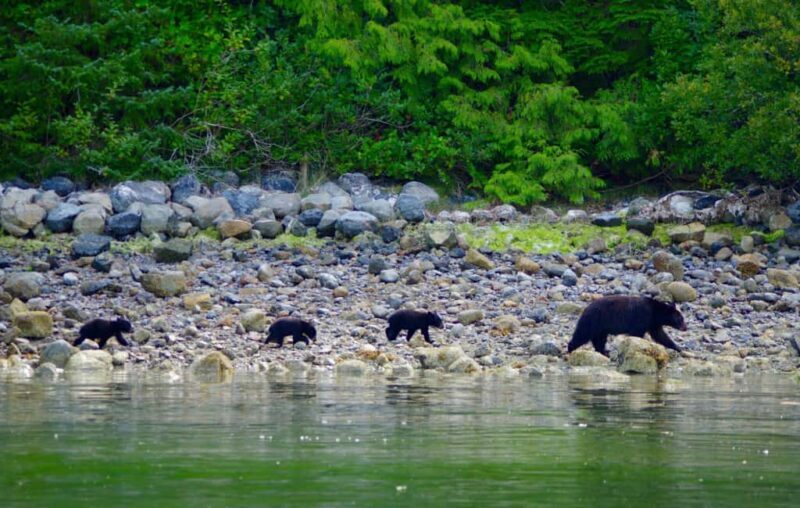 Tofino: Bear Watching Boat Tour with Nature Guide - Final Thoughts