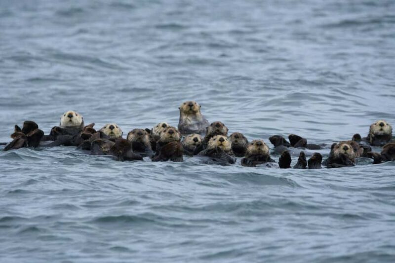 Tofino: Covered Boat Winter Wildlife Watching Tour - Tofino: Covered Boat Winter Wildlife Watching Tour – A Genuine Coastal Adventure