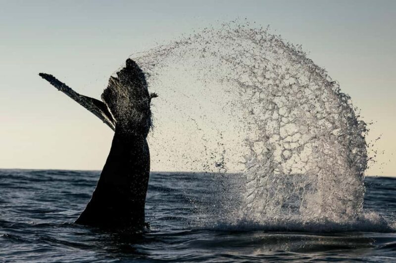 Tofino: Covered Boat Winter Wildlife Watching Tour - Key Points