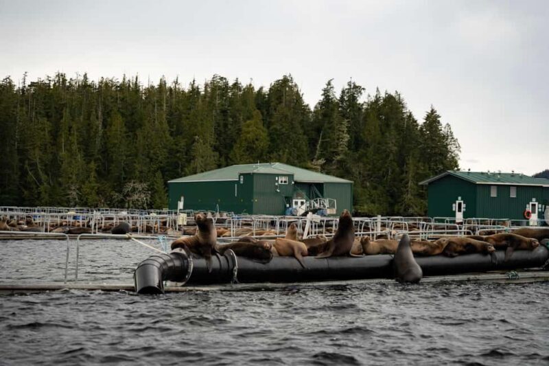 Tofino: Private Boat Tour with Big Tree Trail & Crabbing - The Sum Up