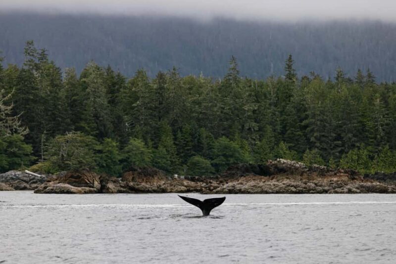 Tofino: Whale Watching Tour with Nature Guide - Key Points