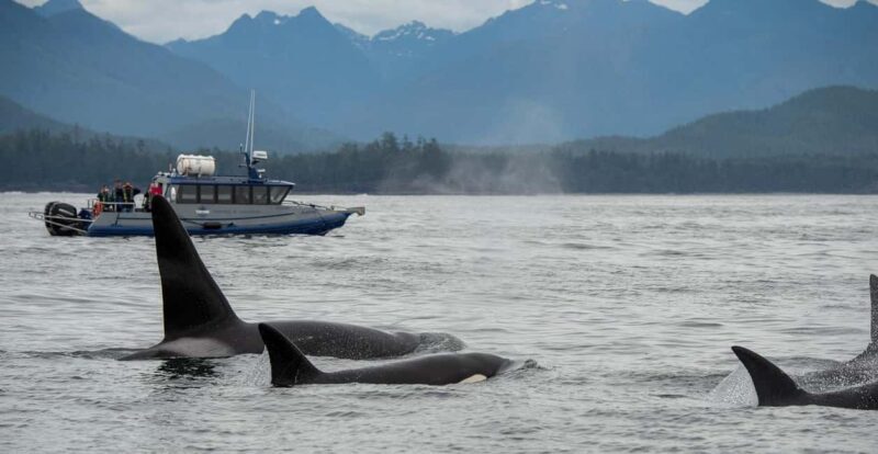 Tofino: Whale Watching Tour with Nature Guide - An Authentic Wildlife Encounter in Tofino