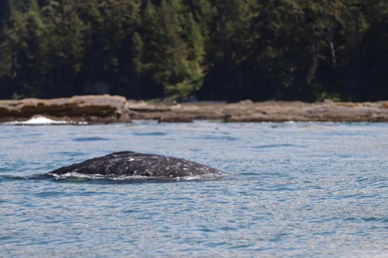 Tofino: Whale Watching Tour with Nature Guide - Vessel Choices and Comfort