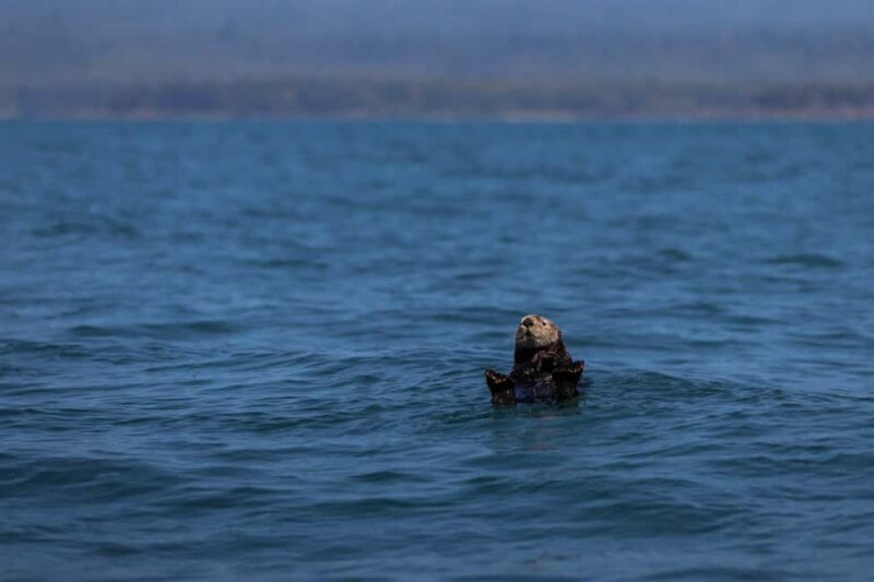 Tofino: Whale Watching Tour with Nature Guide - Final Thoughts