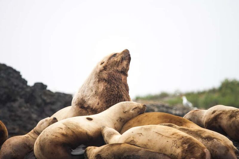 Tofino: Whale Watching Tour with Nature Guide - FAQ