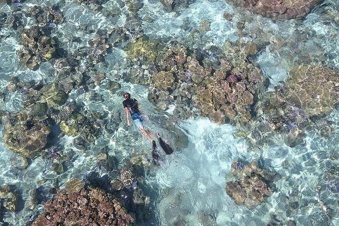 Tohora Bora Bora Snorkeling Lagoon Tours - What Makes This Tour Stand Out?