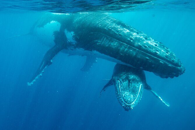 Tonga Holiday V Island Tours - Fixed Prices BEST VALUE - FAQs