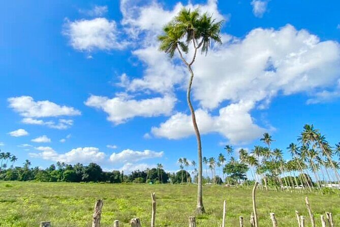 Tongatapu Island Tour - In-Depth Look at the Tongatapu Island Tour