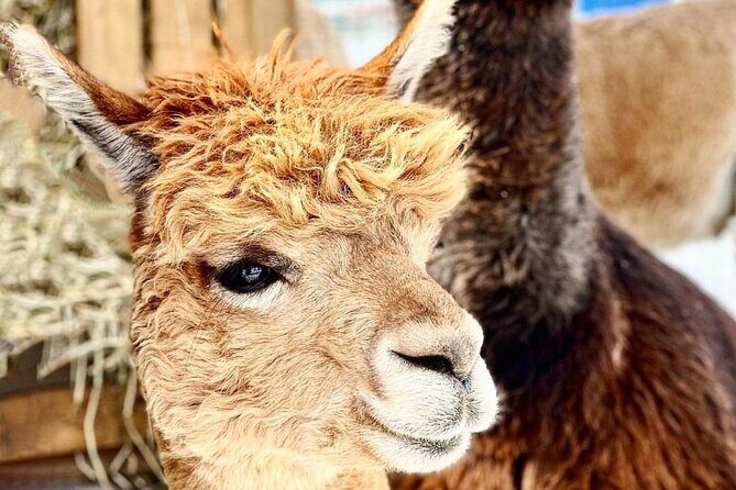 Toodle Tour in Port Hope Ontario - What Makes the Toodle Tour Stand Out?