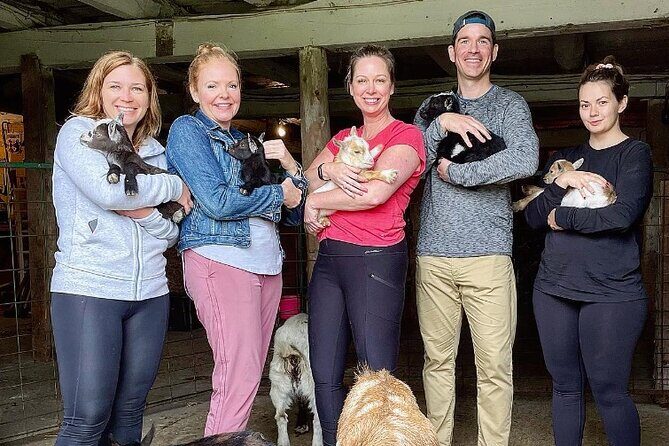 Toodle Tour in Port Hope Ontario - Icelandic Horses: Small but Mighty