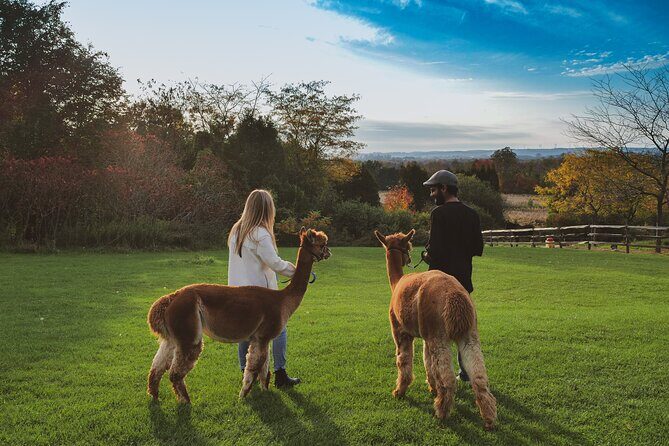 Toodle Tour in Port Hope Ontario - The Experience’s Overall Value