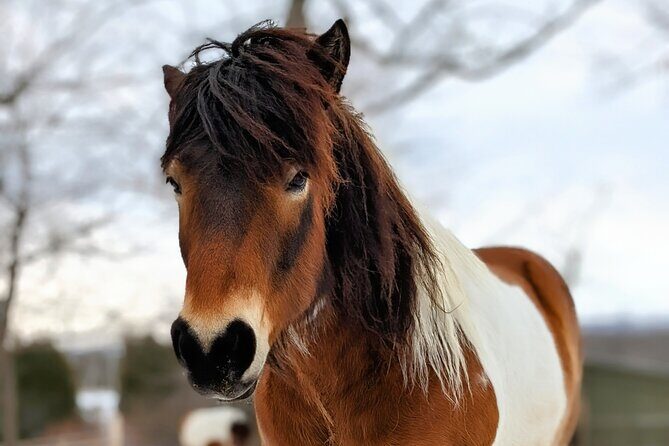 Toodle Tour in Port Hope Ontario - Practical Details You Should Know