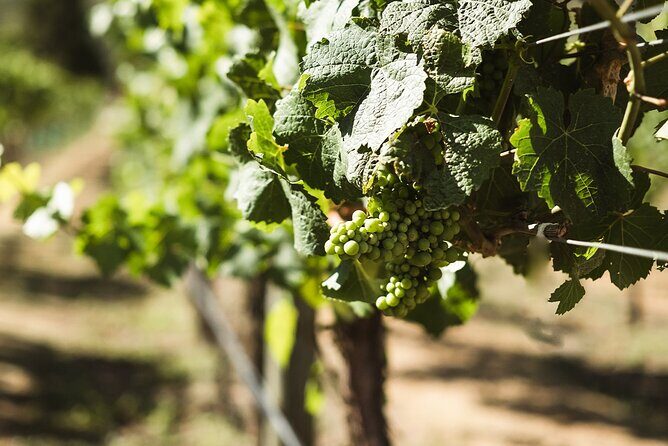 Top Rated Afternoon Wine & Beer Tour with Platters Included - FAQ