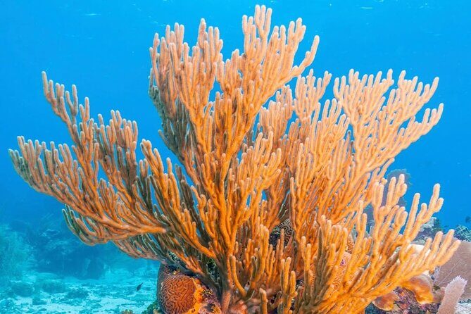 Top Snorkeling Experience in Puerto Morelos Reef - Value for Money