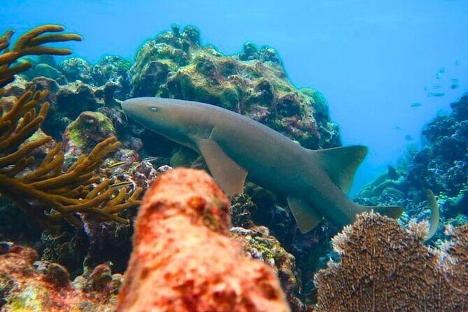 Top Snorkeling Experience in Puerto Morelos Reef - The Group Experience and Tour Size