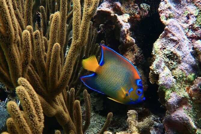 Top Snorkeling Experience in Puerto Morelos Reef - Additional Insights from Reviewers