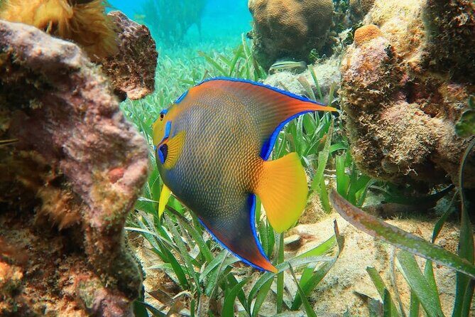 Top Snorkeling Experience in Puerto Morelos Reef - Who Is This Tour Best For?
