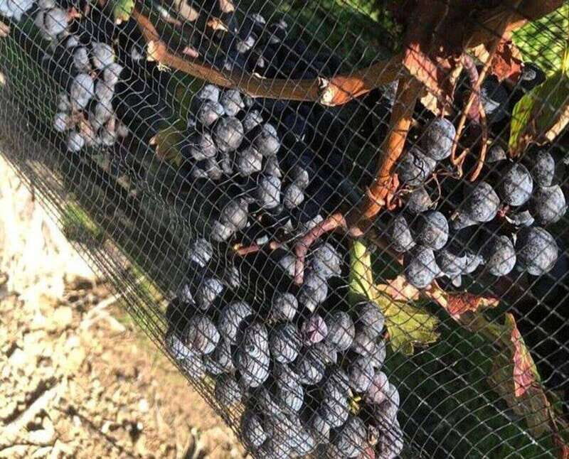 Toronto: Private Wine Tour to Niagara-on-the-Lake - The Itinerary in Detail