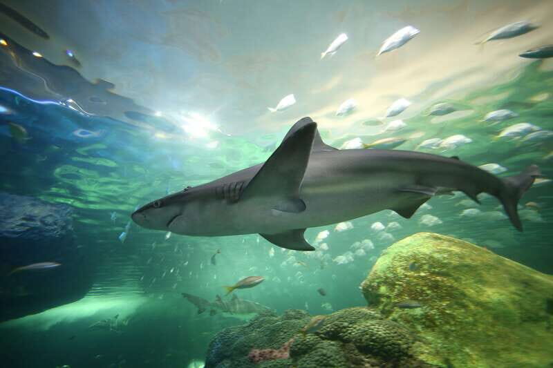 Toronto: Ripley's Aquarium of Canada Entry Ticket - An In-Depth Look at Ripleys Aquarium of Canada