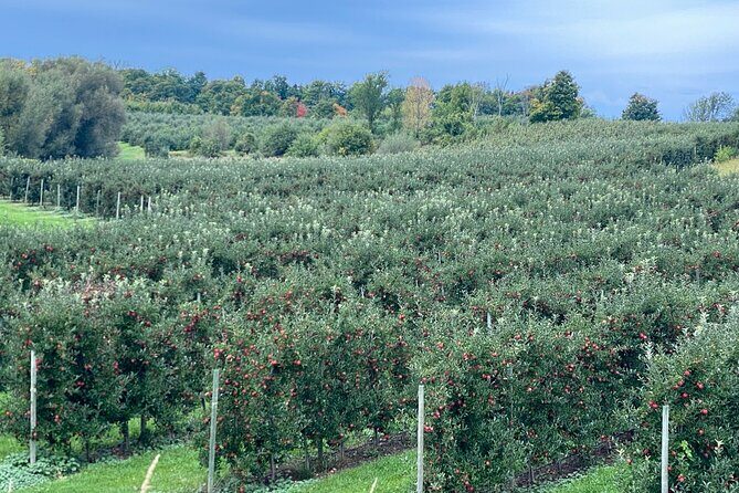 Toronto to Niagara Wine Tour - FAQs