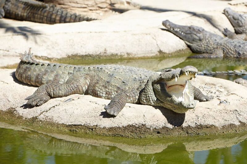 Torremolinos: Crocodile Park Entrance Ticket - What to Expect from Your Visit