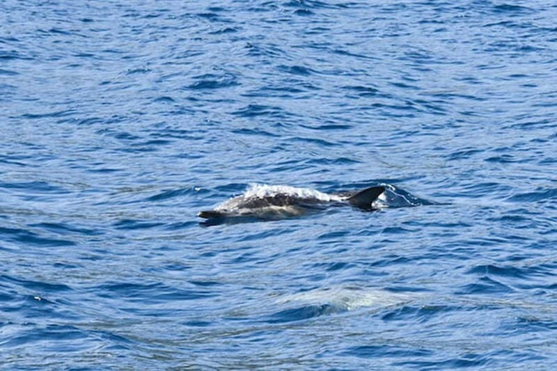 Torrevieja: Adventure tour on the catamaran Apaleo - Final Thoughts