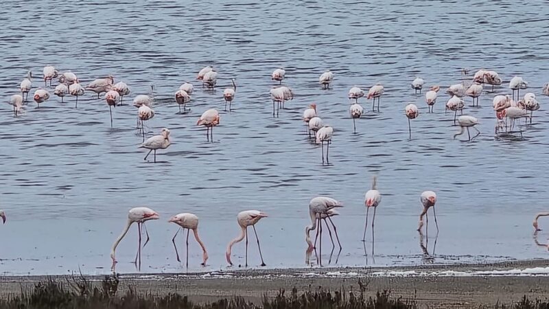 Torrevieja: Natural Parks e-Bike Tour - Final Thoughts