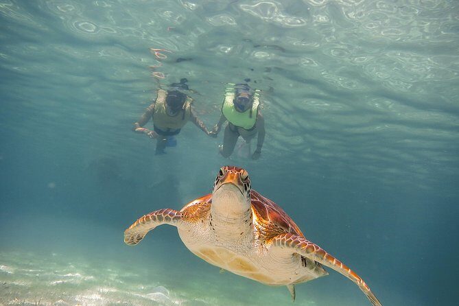 Tortugas & Cenotes Snorkel With Turtles Tour - An Overview of the Experience