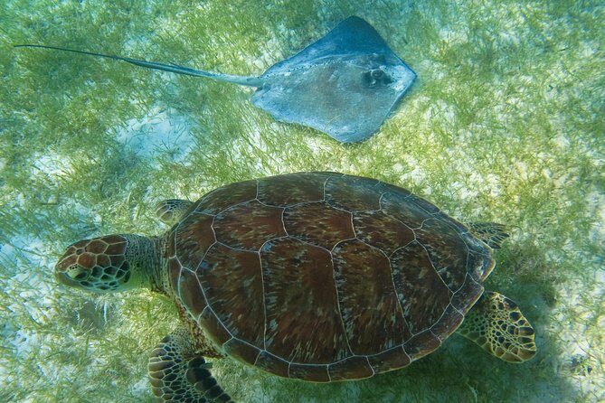 Tortugas & Cenotes Snorkel With Turtles Tour - Practical Tips for Booking and Enjoyment