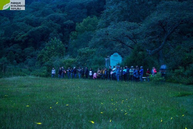 Totláli fireflies sighting - FAQs