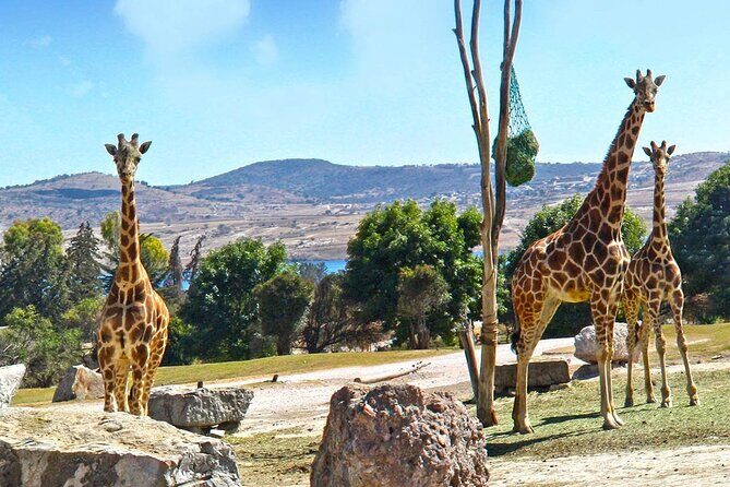 Tour Africam Safari in Puebla - FAQ